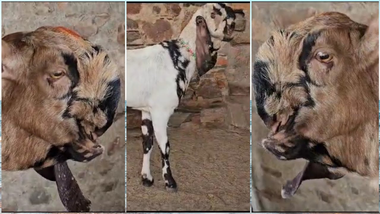 Best quality Rajasthan totapari bakri jodi Goat in farming bakra of ...