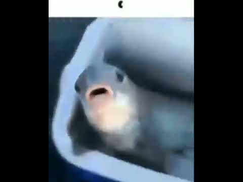 the fish sucker but with aba kazuma voice...... - YouTube
