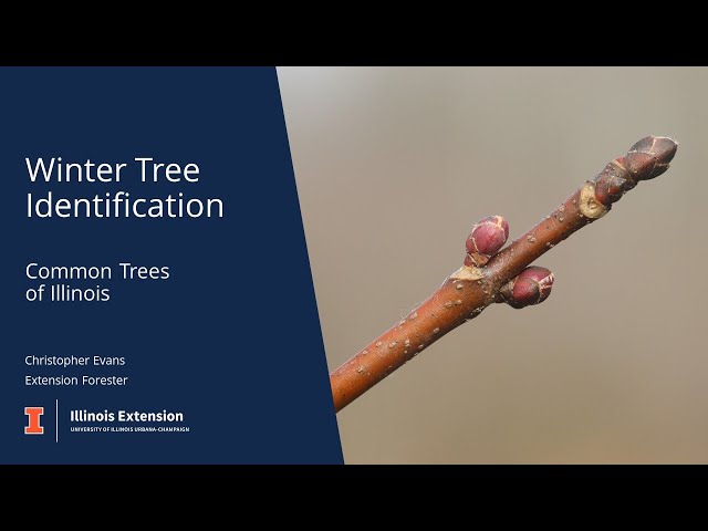 Illinois Tree Leaf Identification Guide - Infoupdate.org