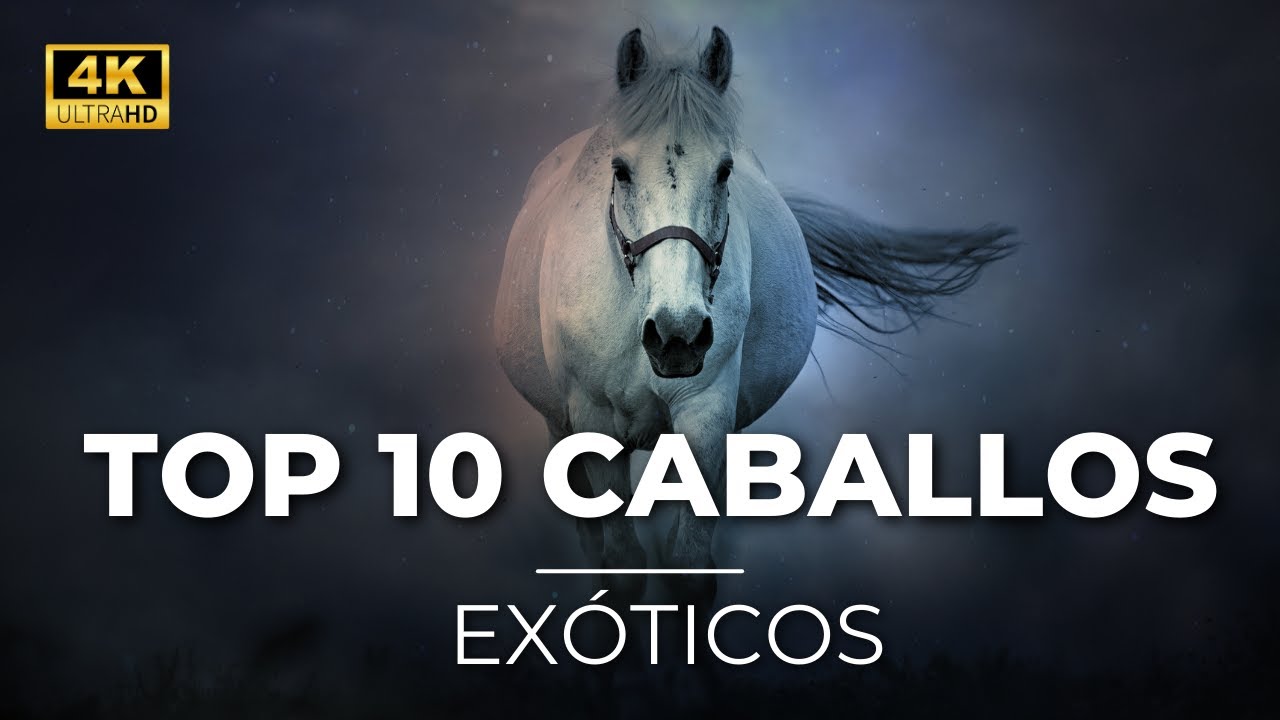Maravillas Equinas: Top 10 Caballos Más Exóticos del Mundo 🌎🐎#Caballos ...