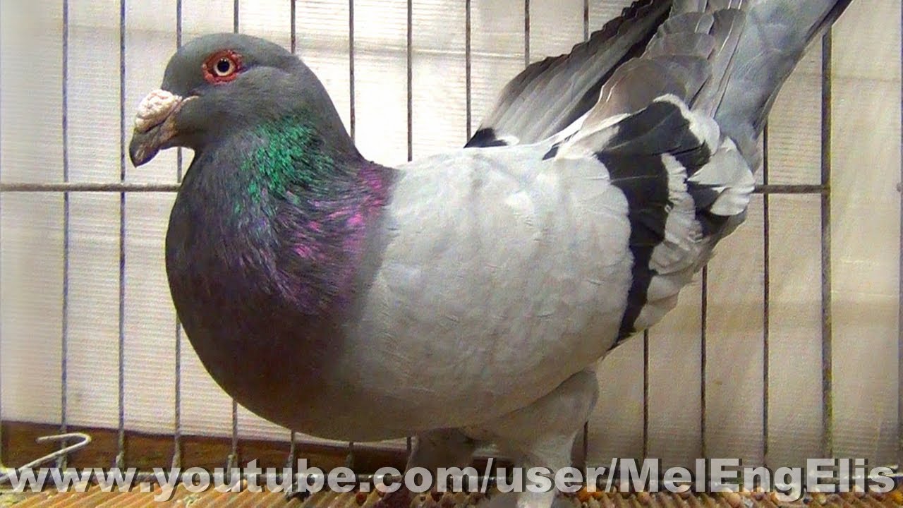 Pigeon Romain Bleu Barré - Brie-Comte-Robert 2021 - الحمام الروماني ...