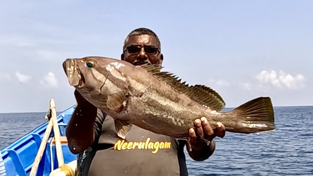 Catching Rosy Snapper, Needle Fish & Snowy Grouper in the Sea - YouTube
