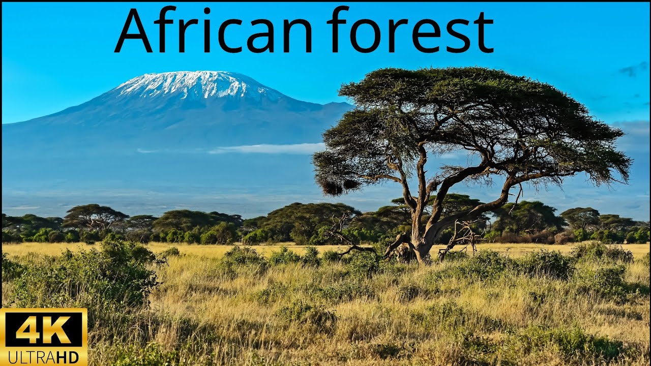 African forest in 4k | The world 2nd largest tropical forest | Relexing ...
