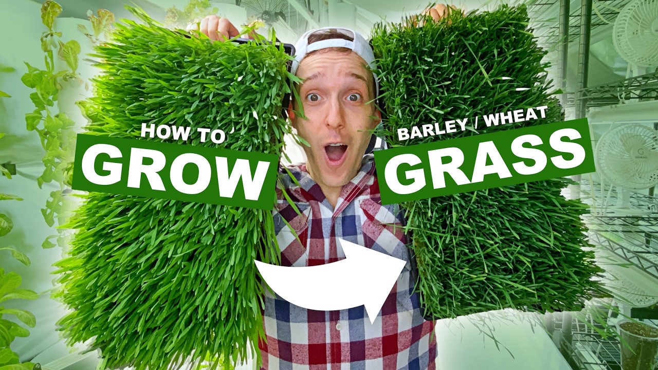 How To Grow FRESH Barley Grass & Wheatgrass At Home In 10 Days - YouTube