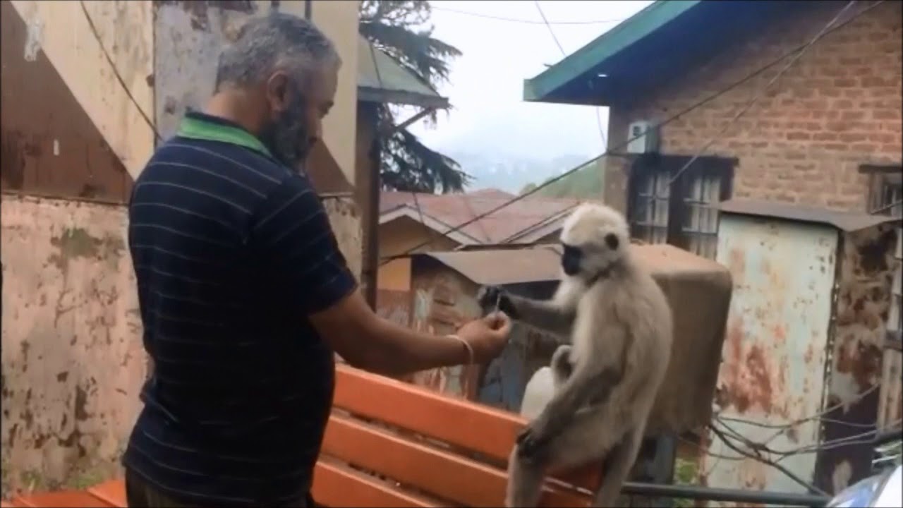 Notorious Baboon Rejecting Smoking Offer - YouTube