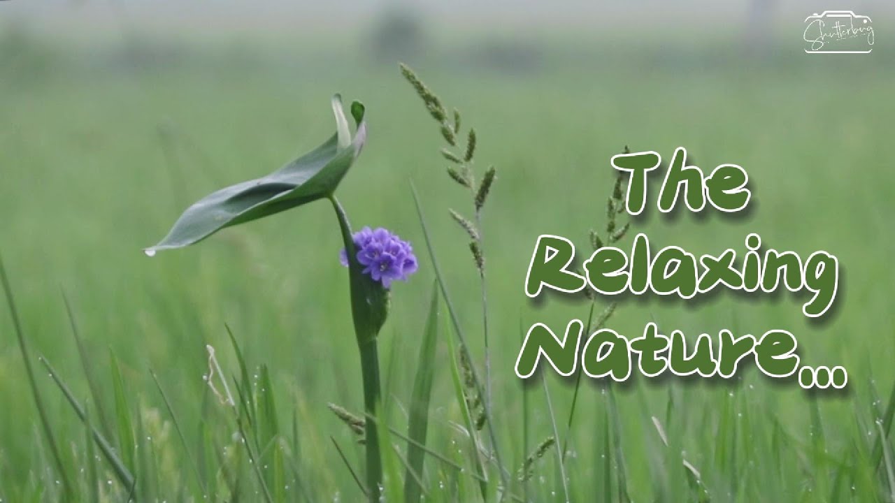 The Relaxing Nature - YouTube