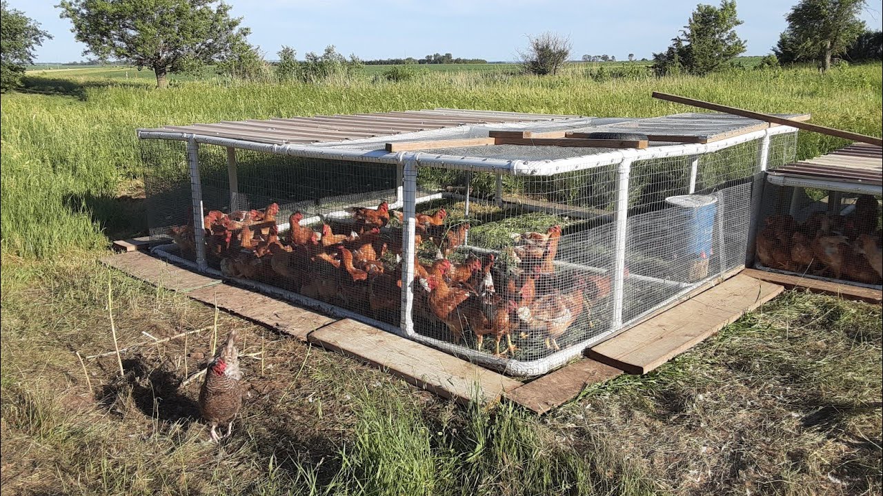 PVC chicken tractor/ goose tractor - YouTube