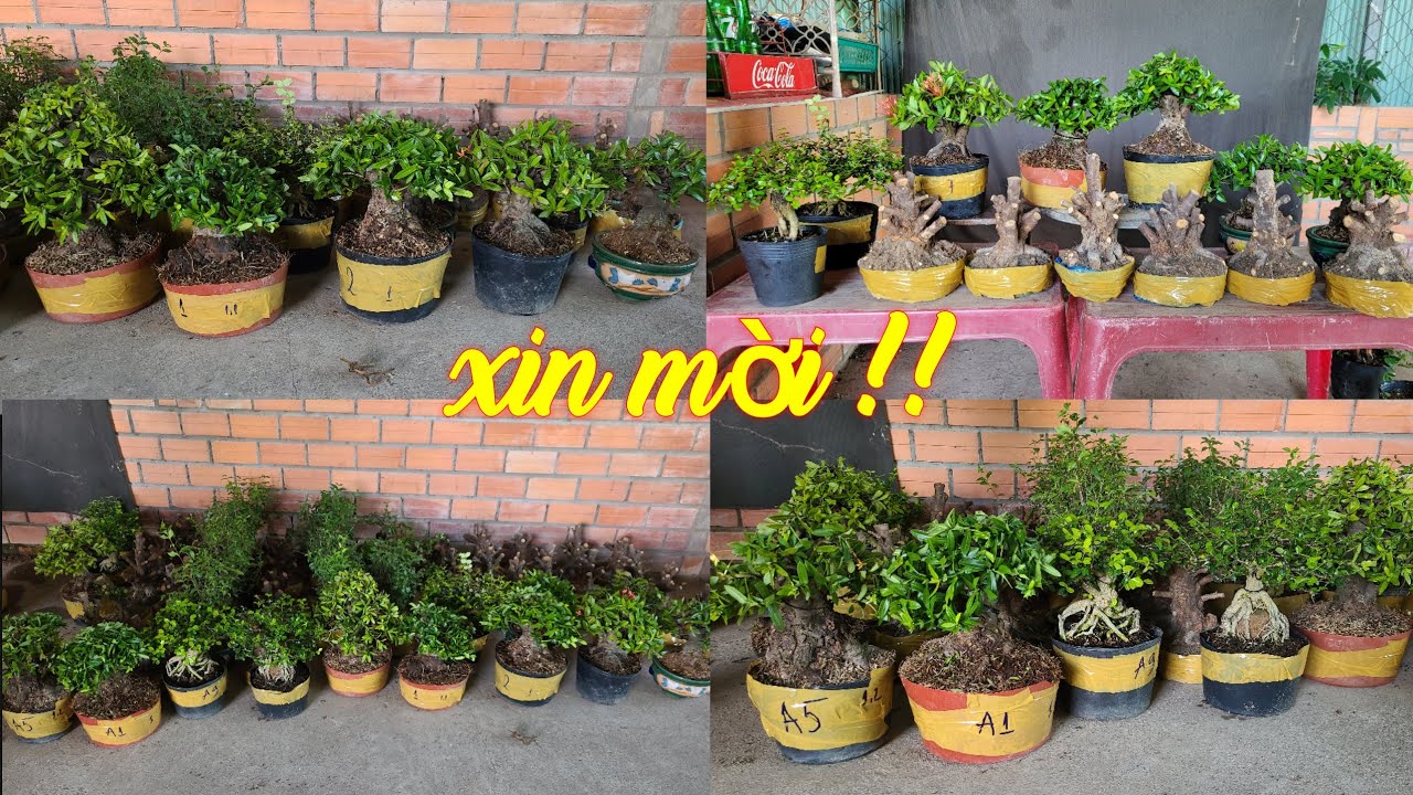 Bonsai Thanh Nhàn | 0853138138 | Hồng Ngọc Mai, Trang Bonsai, Phôi ...