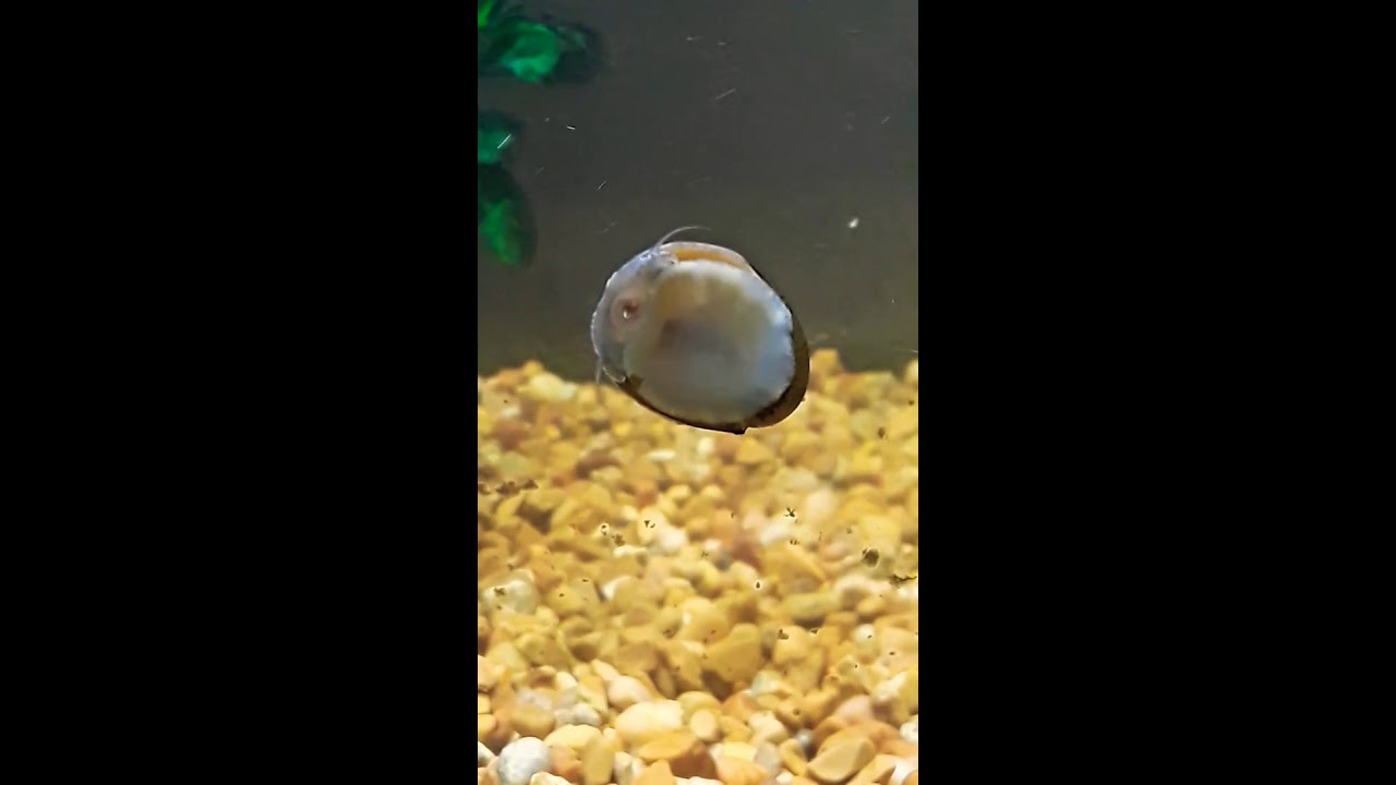 Nerite Snail (black racer) - YouTube