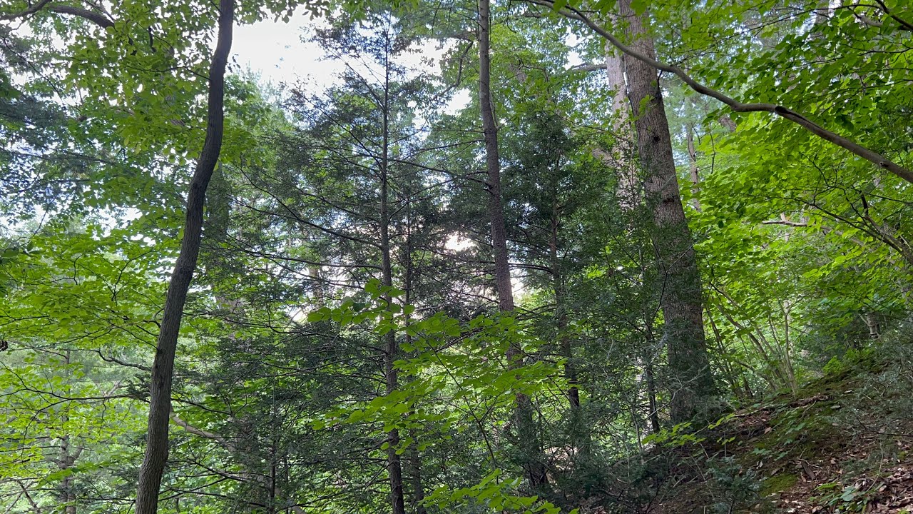 Wild eastern hemlocks and mountain laurel in Rock Creek Park, D.C ...