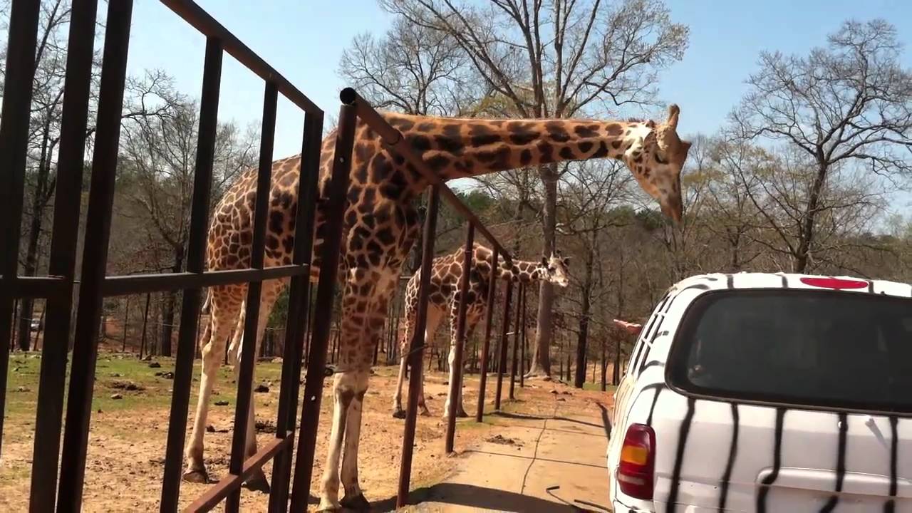 Giraffe eats a car - YouTube