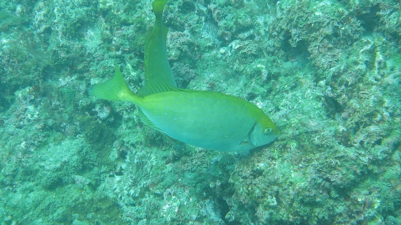 관독가시치#1(Siganus canaliculatus)~White-spotted spinefoot - YouTube