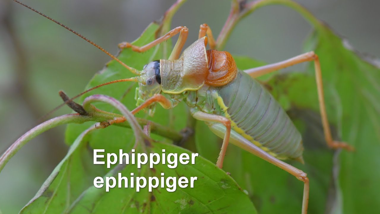 Ephippiger ephippiger -- Steppen-Sattelschrecke -- Saddle-backed Bush ...