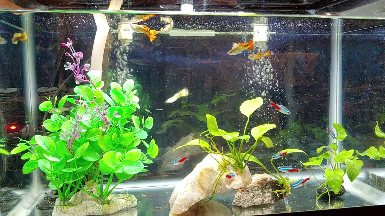 10G Community fish tank. - YouTube