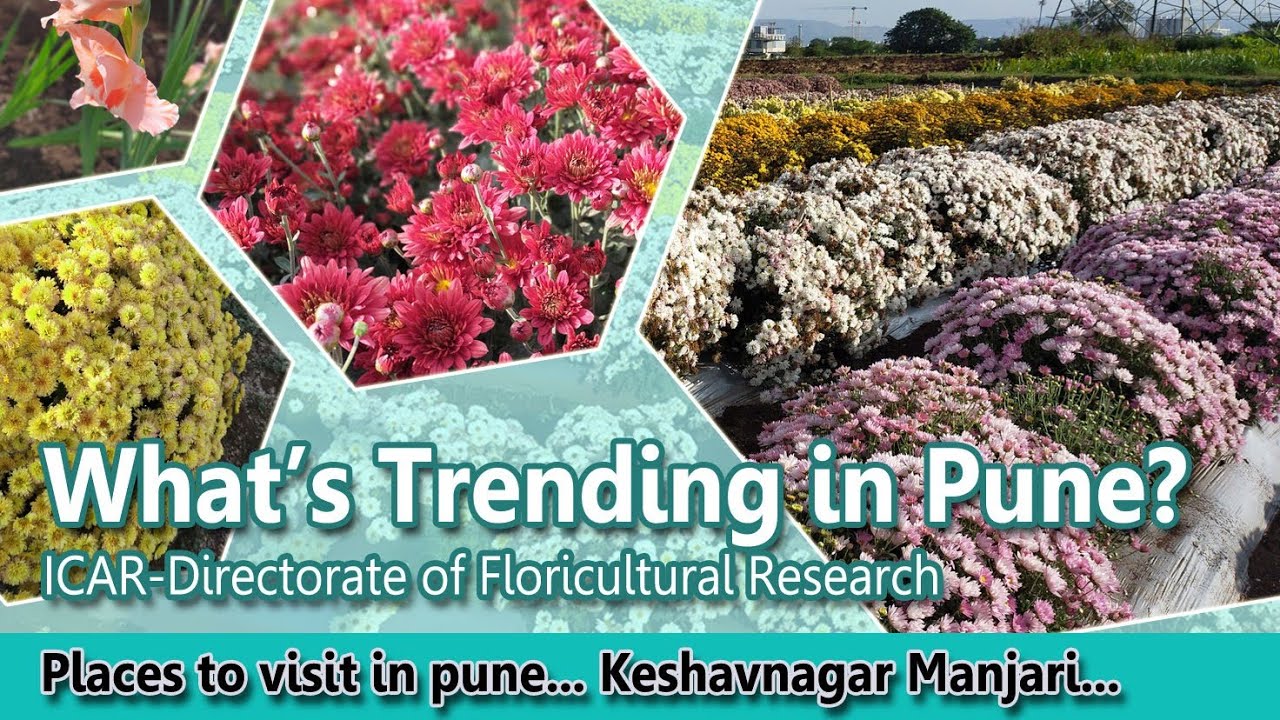 What's Trending in Pune | ICAR- Directorate of Floricultural Research ...
