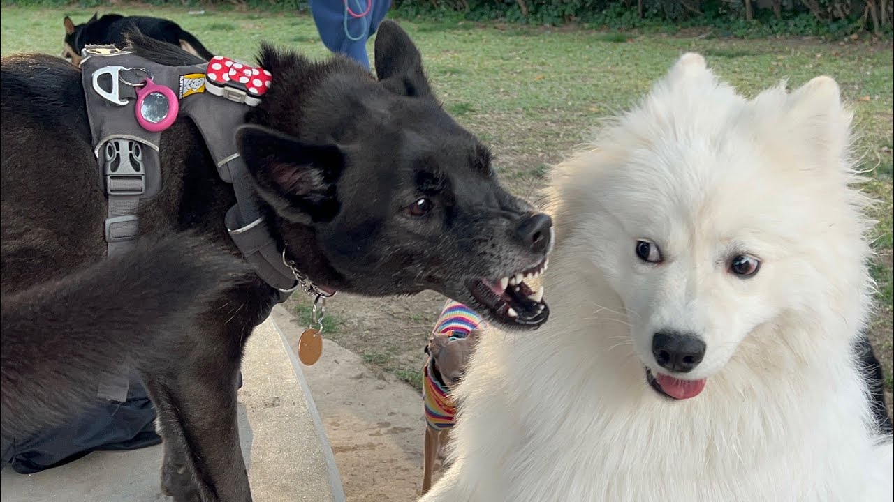 TAMAR PARK DOG PLAYING 200 || #dogs #playing #doglover @A-13Vlogs - YouTube