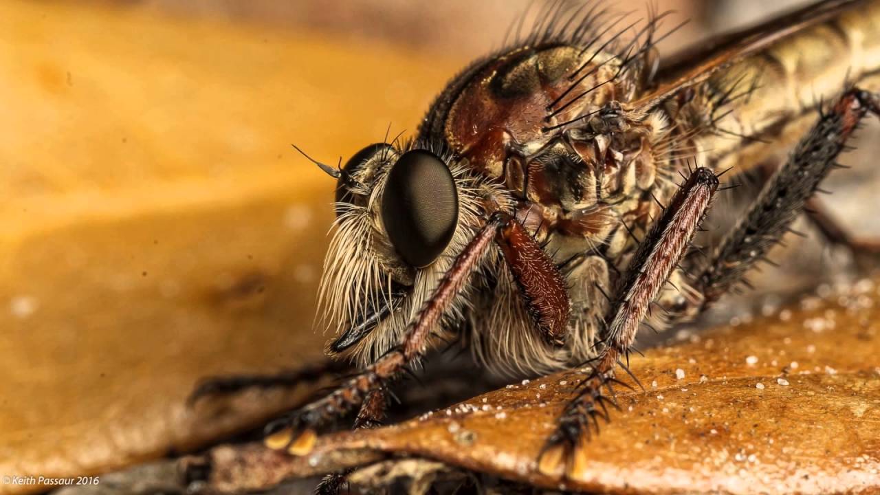 Macro Bug Slideshow Medard Park 4-17-16 - YouTube