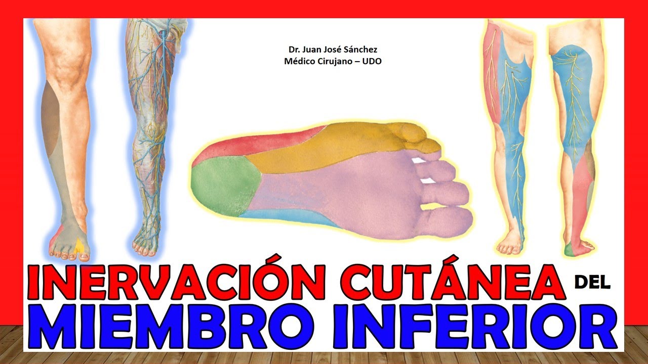 🥇 INERVACIÓN CUTÁNEA DEL MIEMBRO INFERIOR (Resumen de Nervios ...