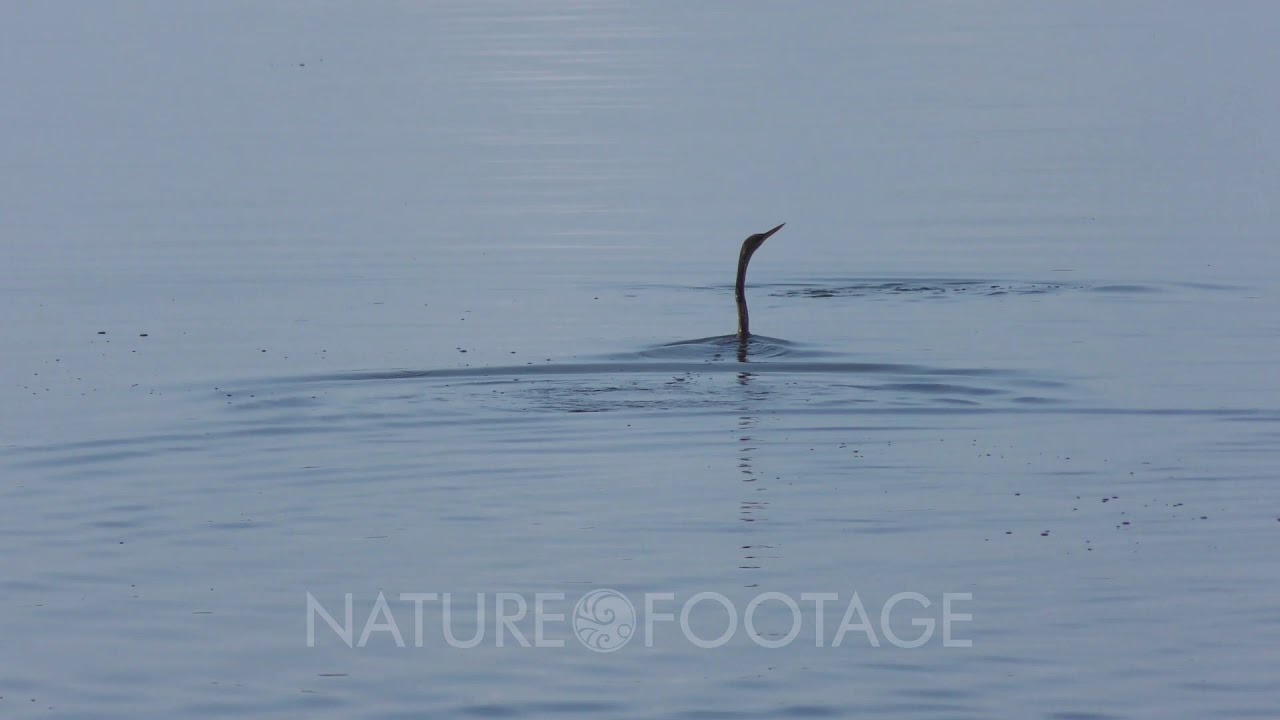 two anhinga birds swim in Florida lake - YouTube