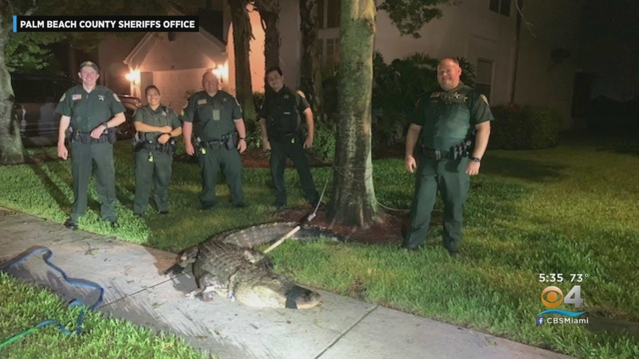 Florida man recovering after being bitten in leg by gator - YouTube