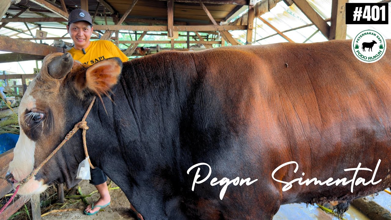 SAPI PEGON SIMENTAL - YouTube