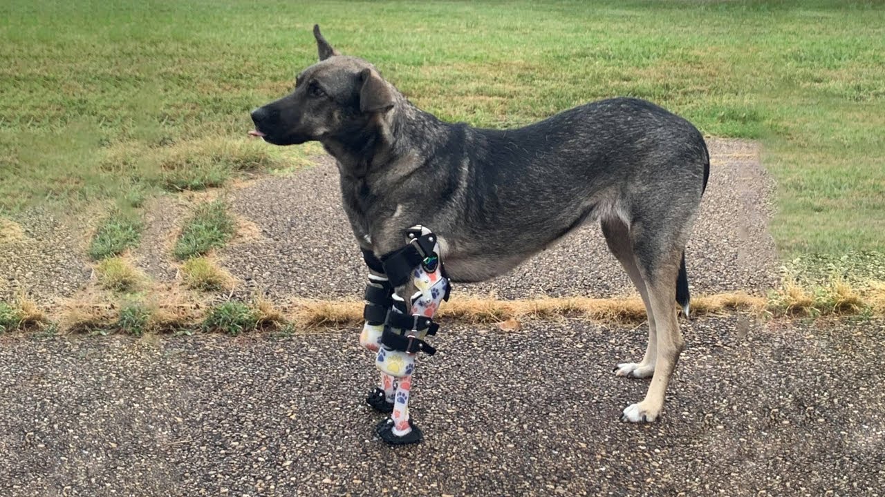 Her First Steps In Her "New Shoes", They're Not Pretty But Miracles Are ...