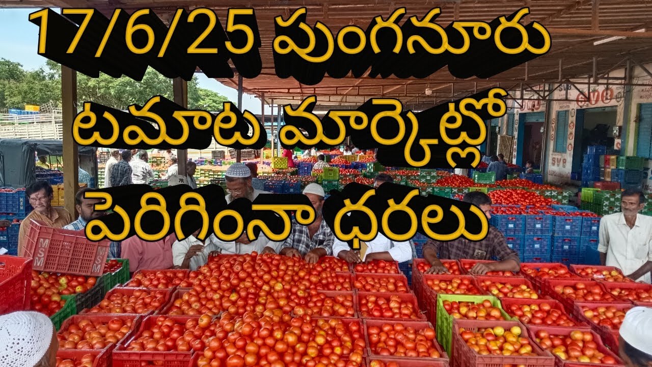 17/6/25 today tomato market price - YouTube