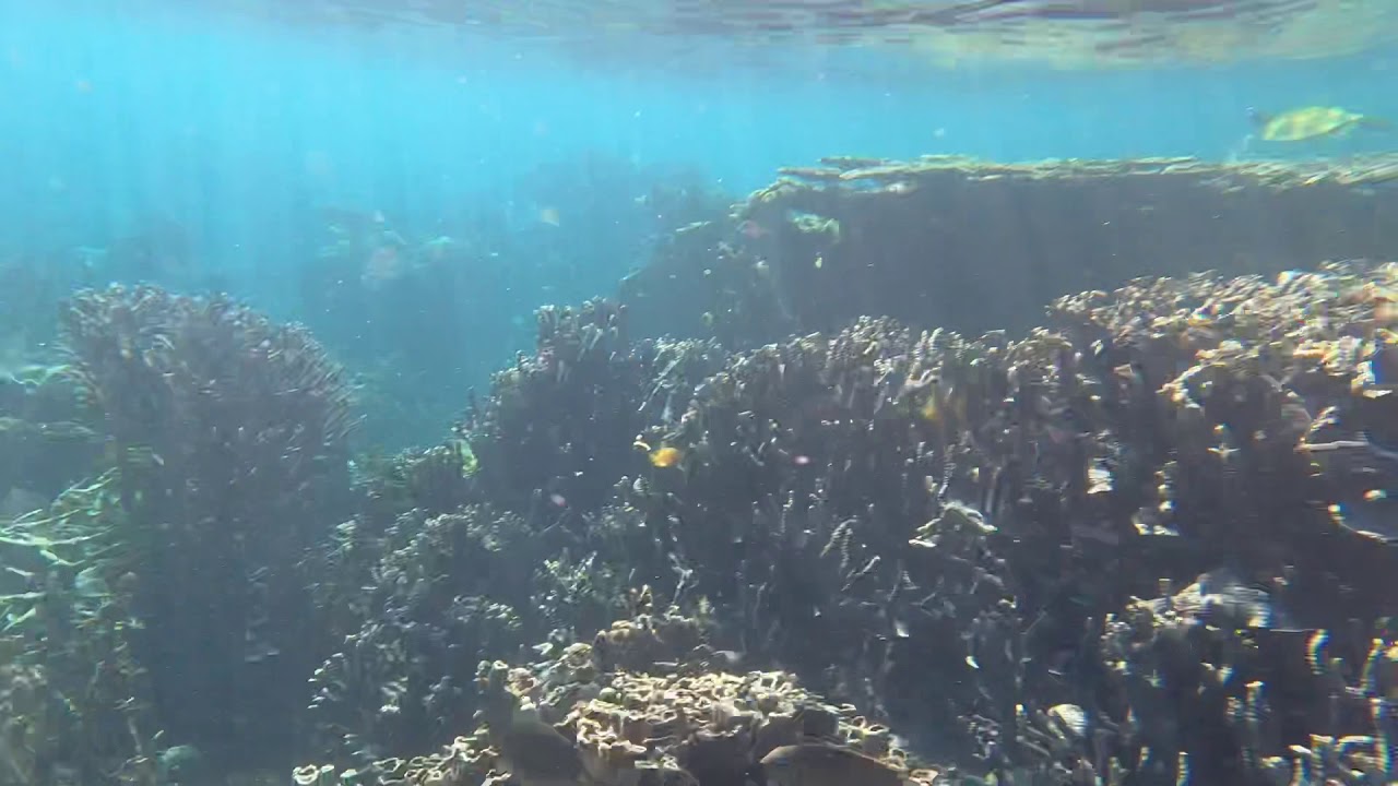 Swimming with Turtle at Coral Bay, Western Australia - YouTube