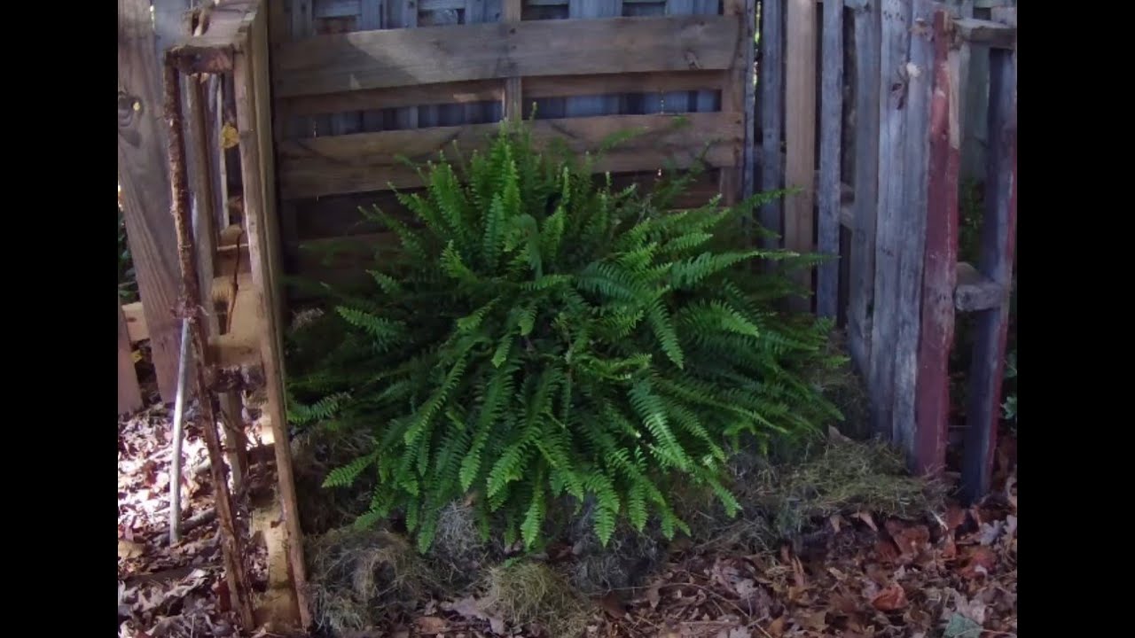 Over Wintering a Fern, an Experiment Part 2 - Voodoo Zombie Fern - YouTube