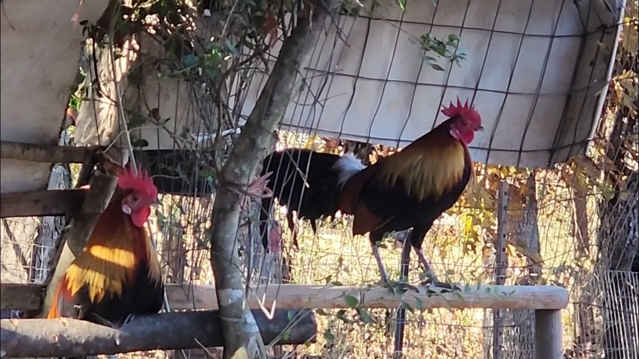 me nyuam qaib qus qua2 lawm nawb. - YouTube