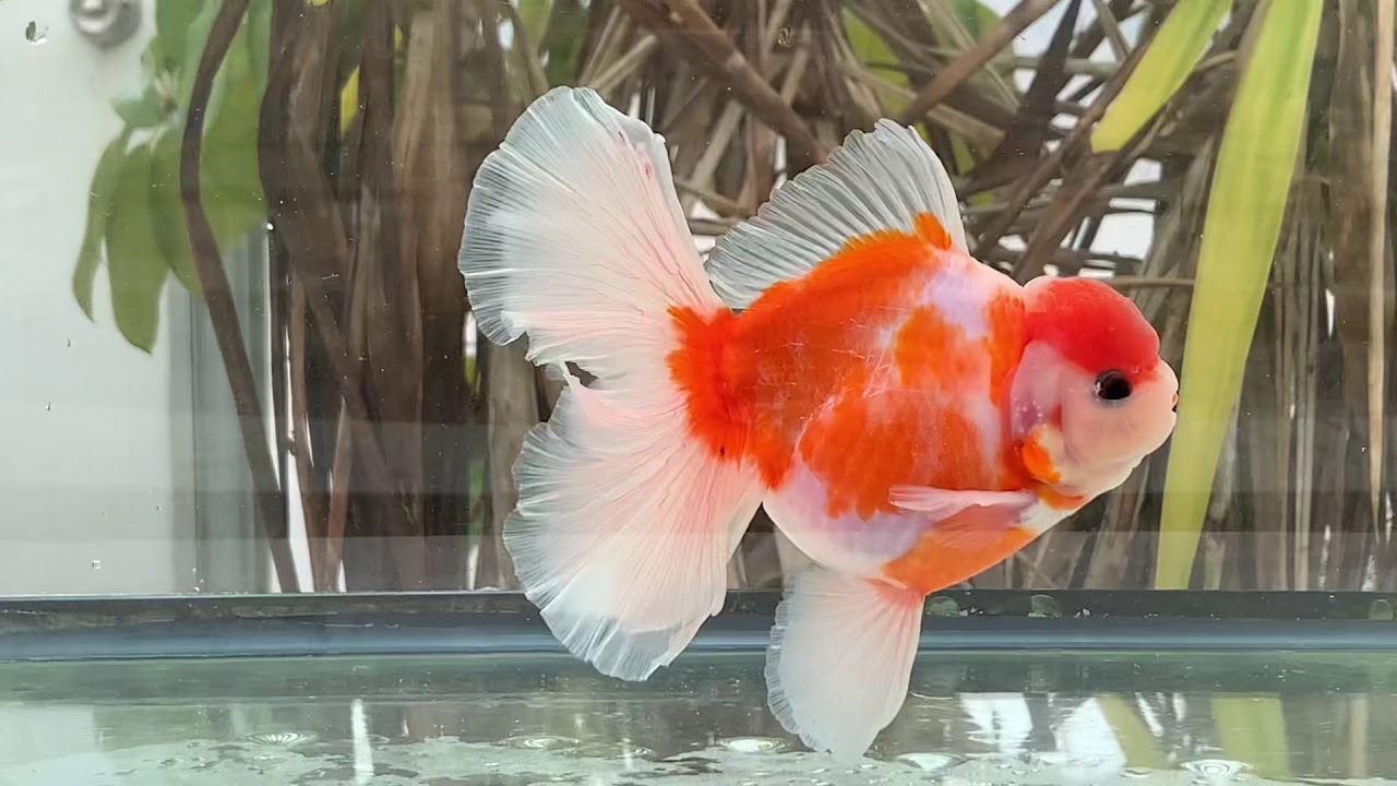 4771 male Sakura oranda - YouTube