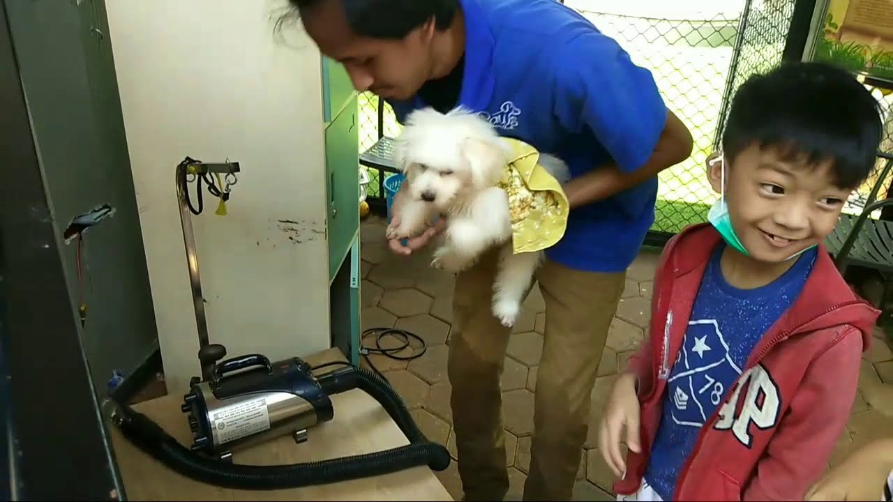 Paws Kelapa Gading|Dog Dream Park|Zizi-Brina asyik bermain (7 Maret ...