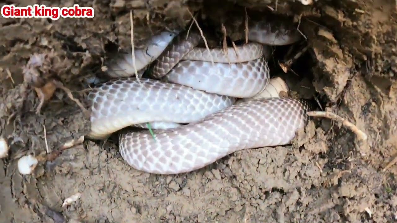 Man Screams When He Catches World's Largest Albino Snake Nest - YouTube