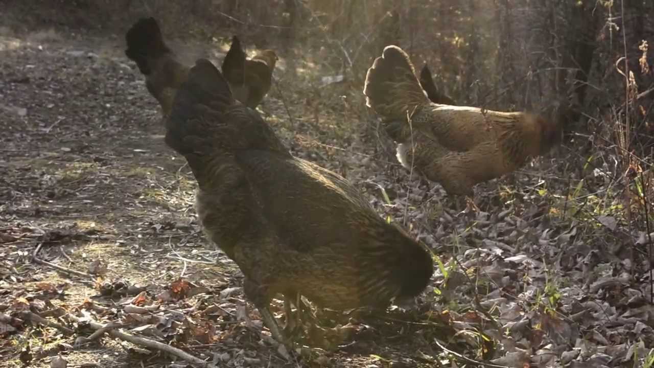 Grub Farm for Chicken Feed - YouTube