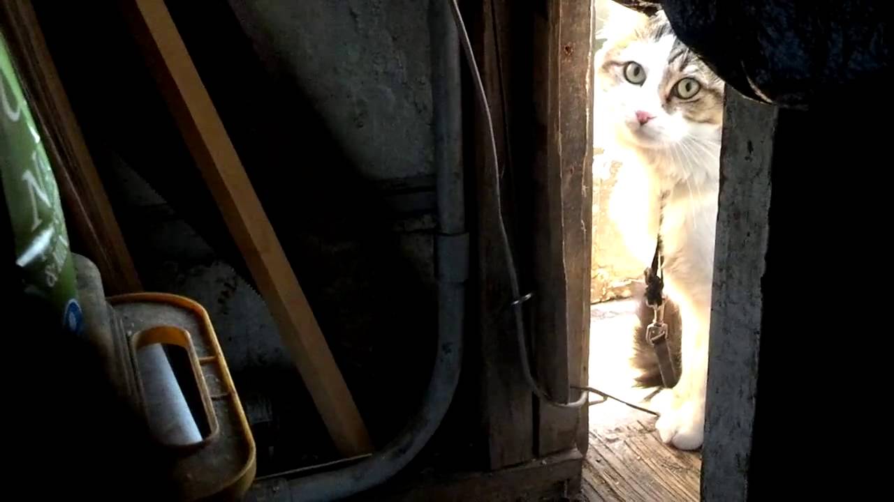 My Cat boo boo tells me to come out. - YouTube