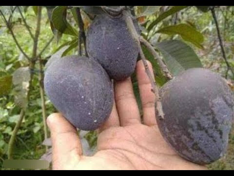 Kasturi mango plant avealebile.call 9775271745/8514865296 - YouTube