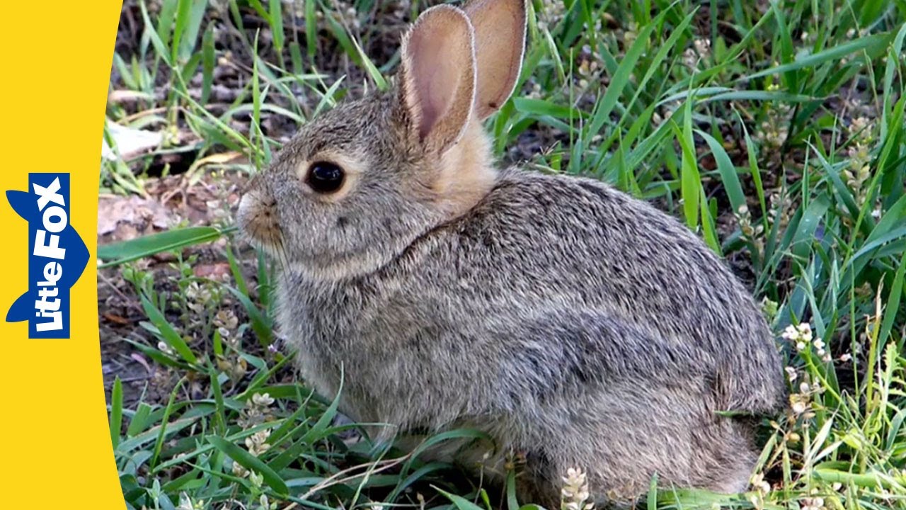 Animals in Winter | Rabbits, Penguins, and More | Stories for ...