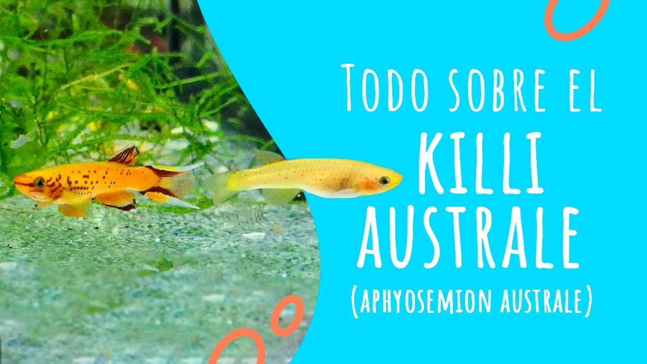killi Australe (Aphyosemion Australe) - YouTube
