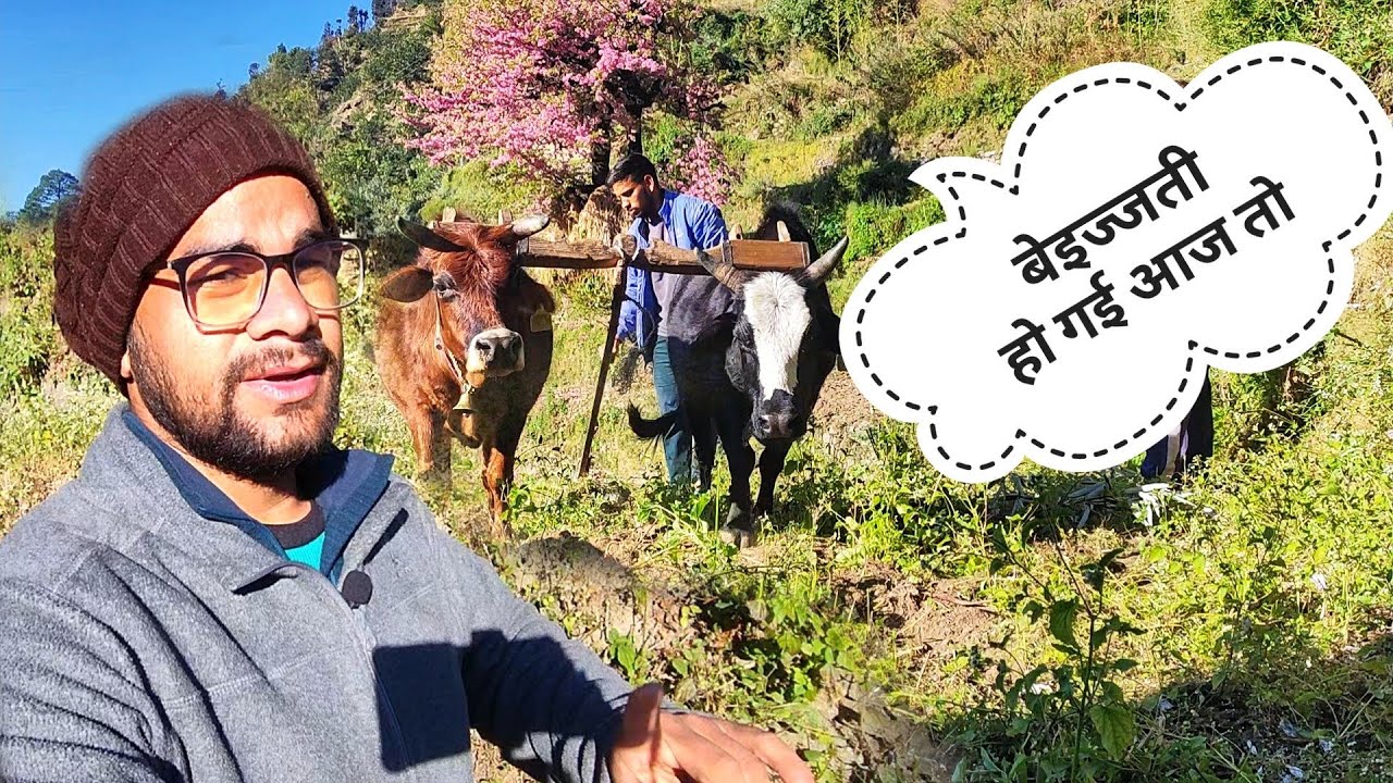 अब तो बैल भी भाव नहीं दे रहे 😂 || villagers lifestyle in uttarakhand ...