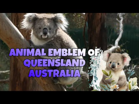 QUEENSLAND ANIMAL EMBLEM IN AUSTRALIA #koala #koalabear #emblem #animal ...