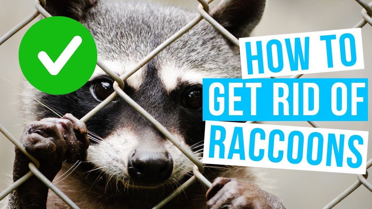How to GET RID OF RACCOONS - YouTube