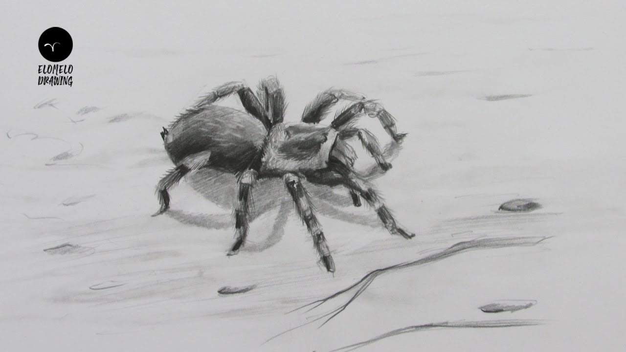 How To Draw A Spider Pencil Sketch : Spider - YouTube