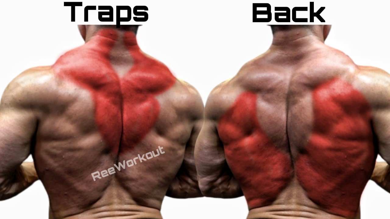 Top 5 Trap Exercises and Back Exercises to Build Wider Back - YouTube