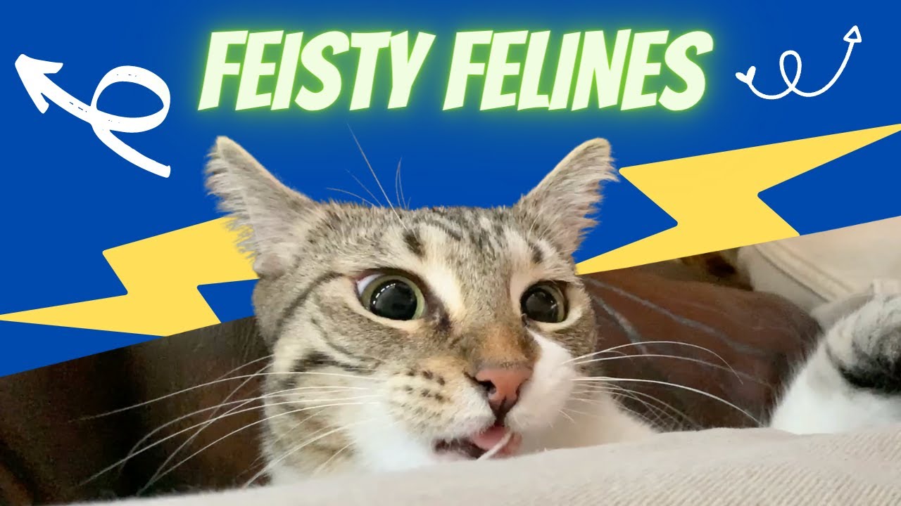 Feisty Felines - YouTube