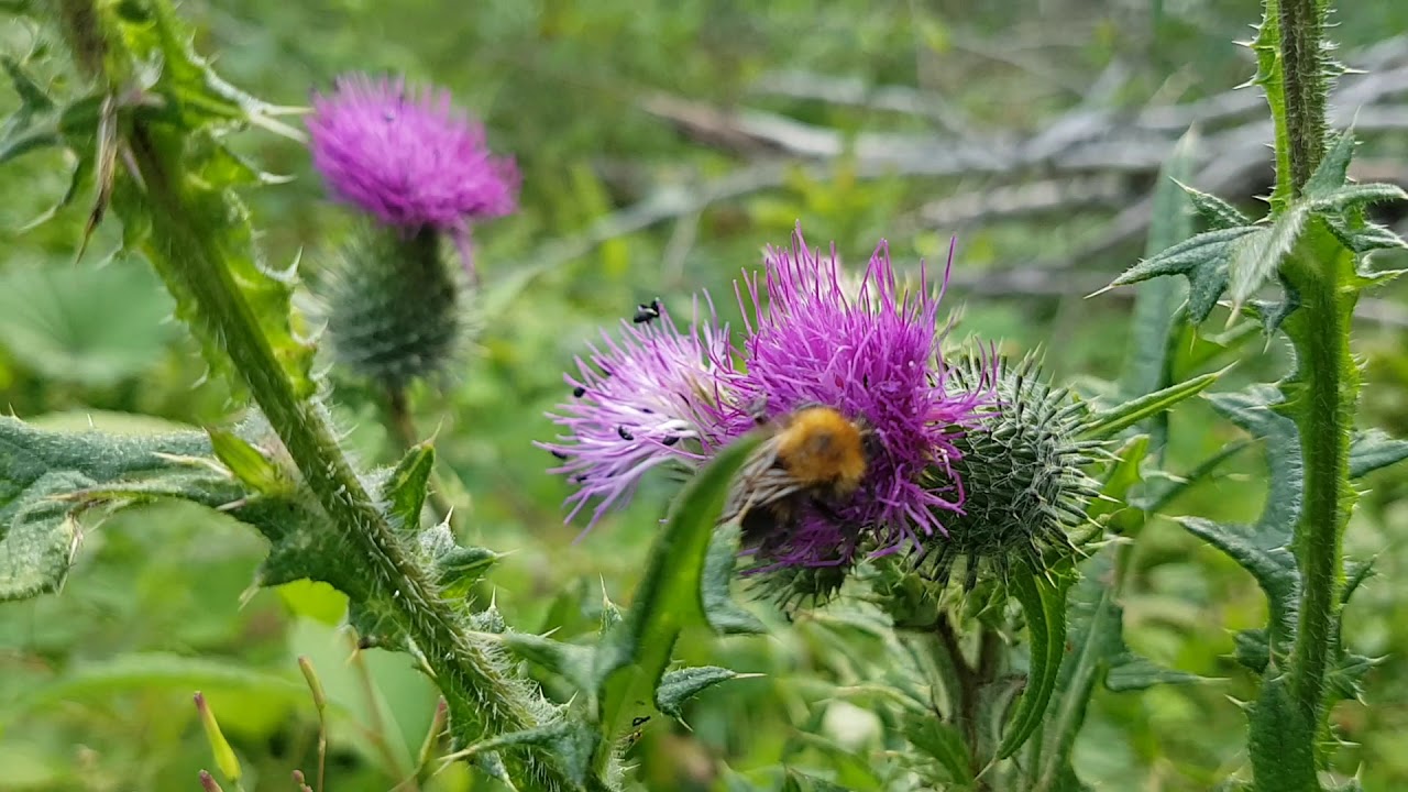 Bombus hypnorum Talukimalane - YouTube