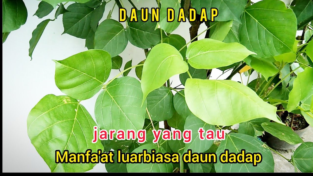 Manfaat daun dadap untuk pengobatan - YouTube
