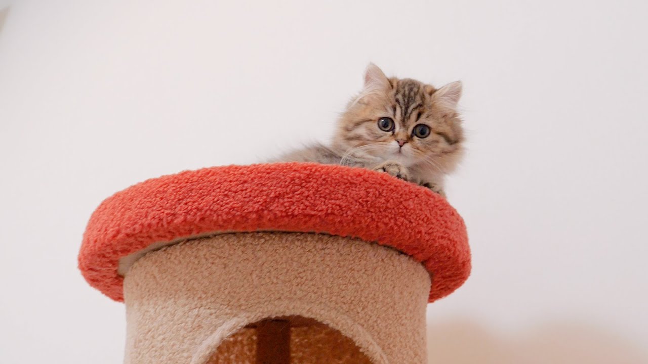 A kitten falling from a high place and landing on Ultra C is so funny ...