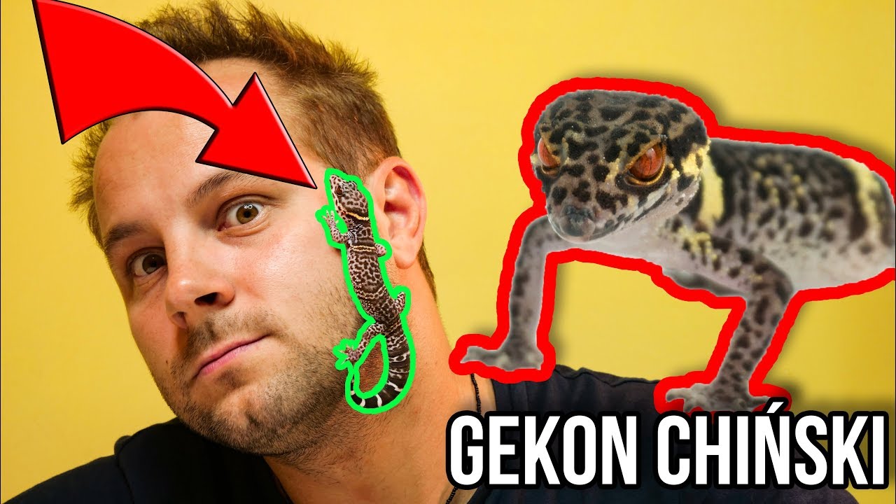 CIEKAWOSTKI O HODOWLI GEKONÓW CHIŃSKICH W DOMU - YouTube