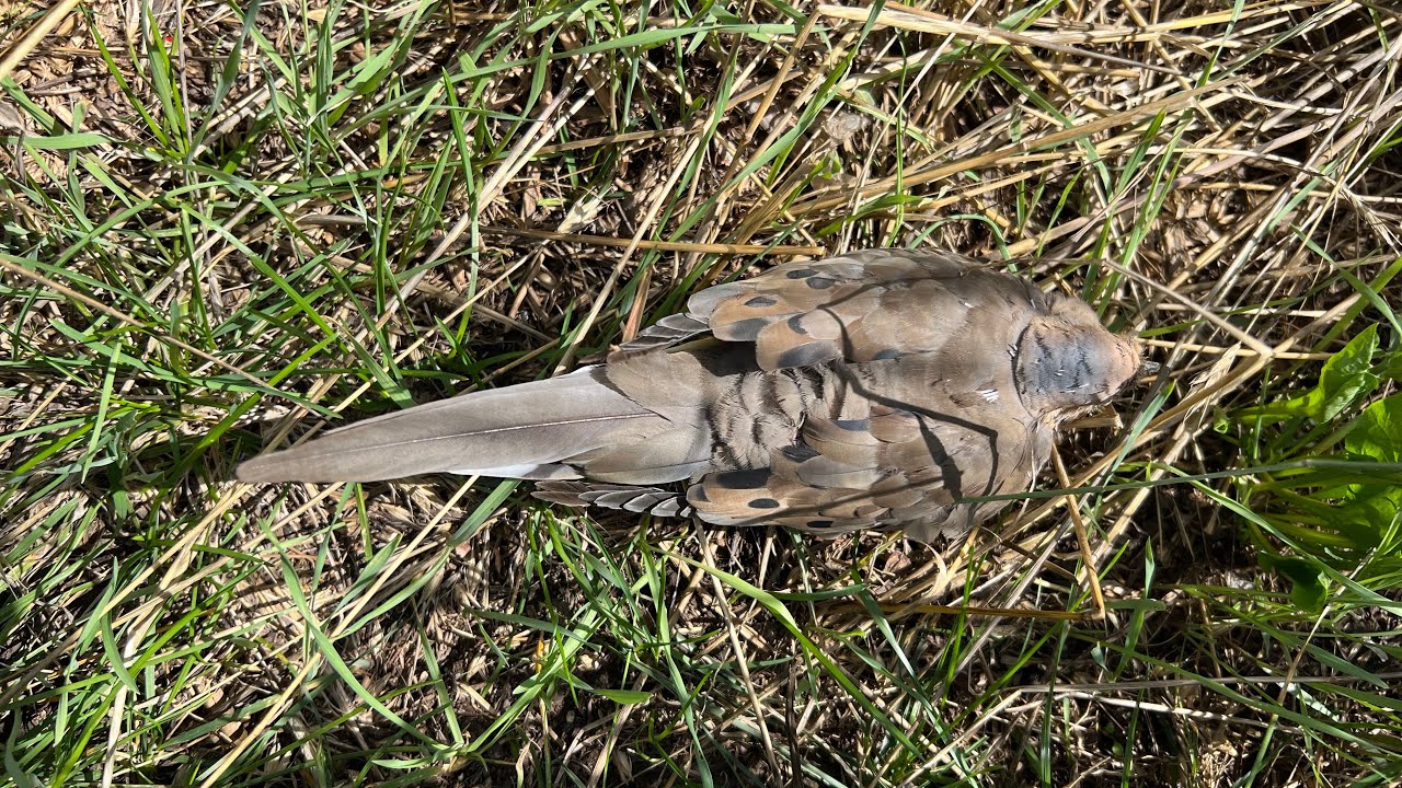 Mourning Dove (Adult; Injured?) 4Sept2023 - YouTube