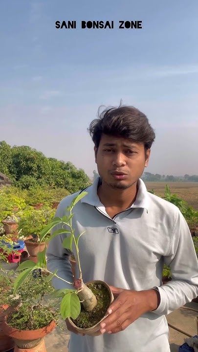 Adansonia digitata | Bonsai Plant | Sani Bonsai Zone - YouTube